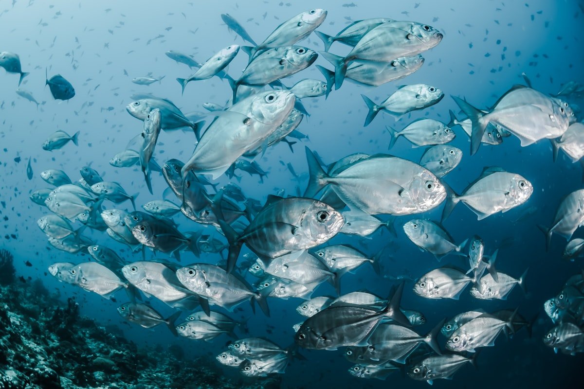 Aruba Boat Tours 2026: Every Type Explained + Costs...